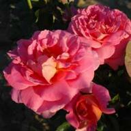 Rosensorten, Duftrosen Ga - Gaard um Titzebierg, Gabriel von Seidl ...